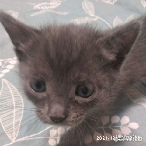 Котята русская голубая - братик и сестричка