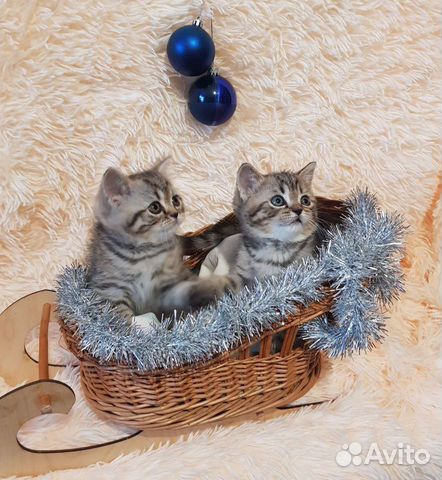 Шотландские котята