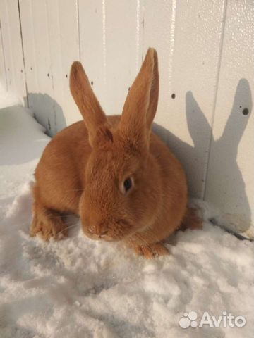 Кролики бургундские