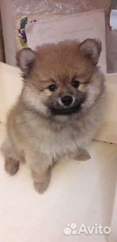 Щенкок шпица мальчик