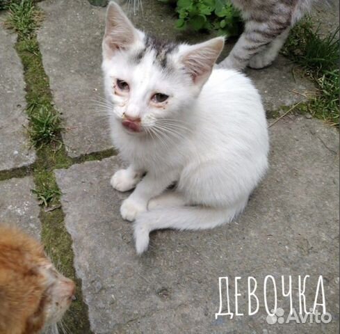 Крошка-кошка ищет мамопап