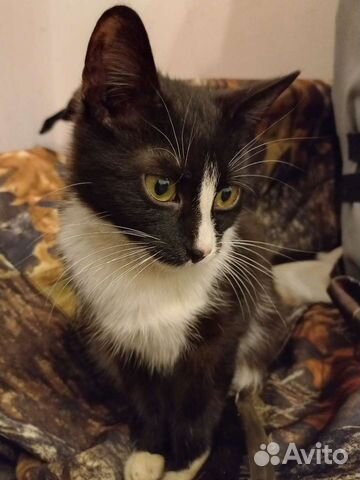 Котёнок во Фраке 3 месяца