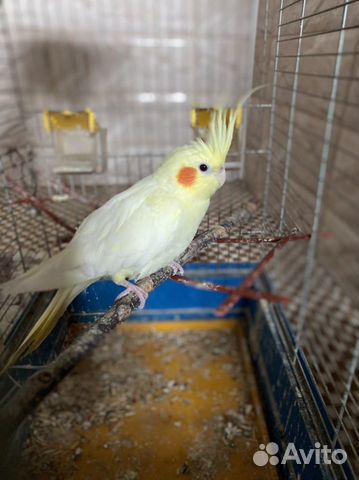 Попугай карелла