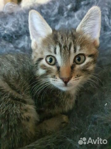 Тиграша. Котик 2 месяца