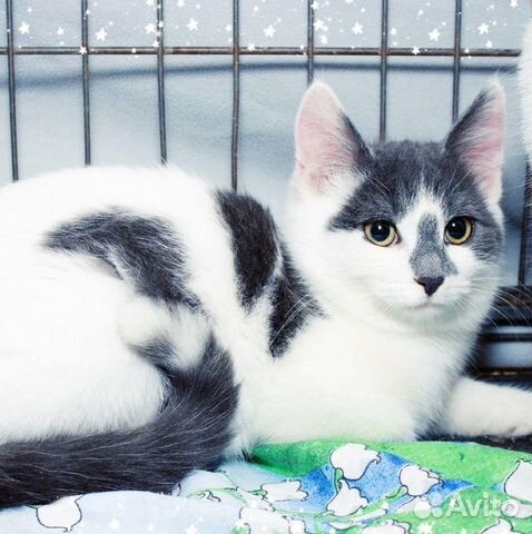 Котёнок девочка Дашенька
