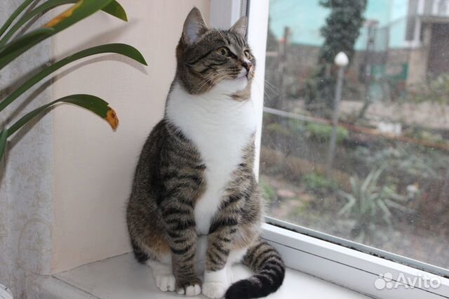 Котик ищет дом