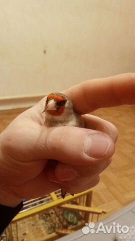Щегол