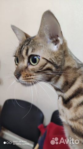 Бенгальская кошка
