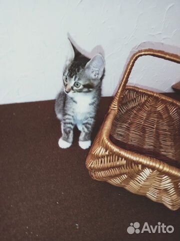 Котенок девочка