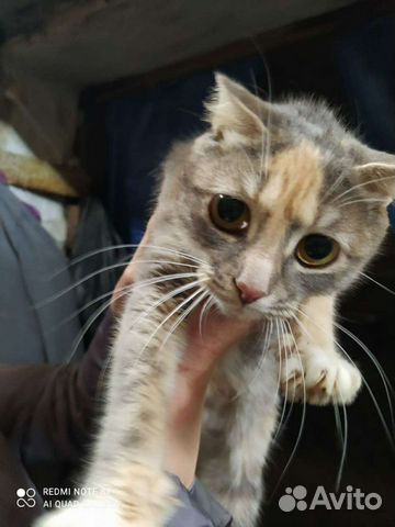 Кошка в дар