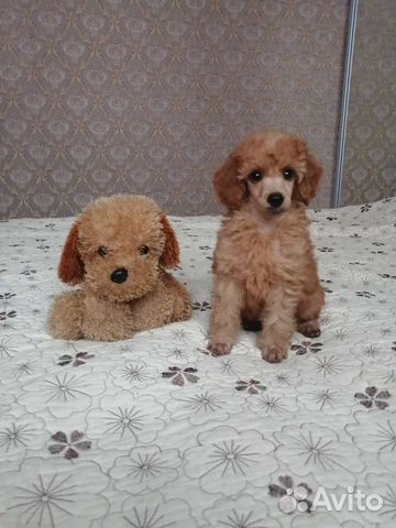 Пуделята, красные и абрикос