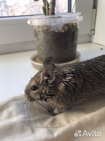 Белка дегу в добрые руки