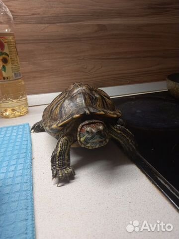 Большая черепаха с аквариумом