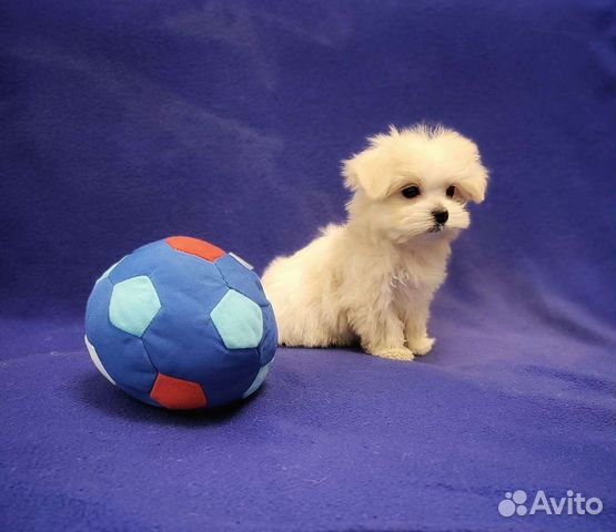 Мальтипу микро мальчик