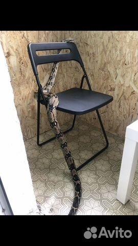 Змея, обыкновенный удав, Boa constrictor