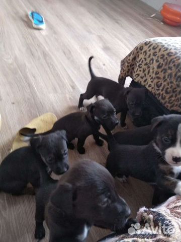 Отдам бесплатно щенки