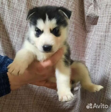 Щенки сибирской хаски
