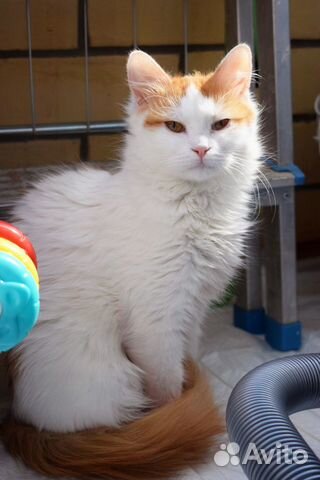 Котик Фокс 1 годик