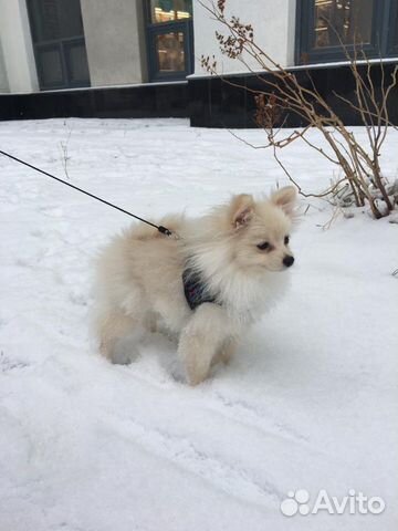 Немецкий шпиц девочка