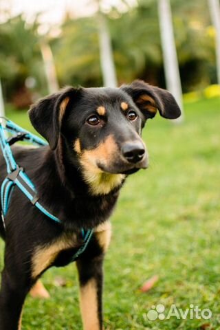 Принцесса луна добрым людям