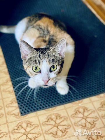 Кошка мурлыка Люся ищет дом