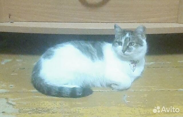 Ласковая молодая красивая киса