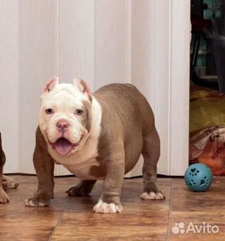 Американский булли micro exot