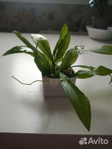 Эхинодорус