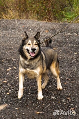 Гриша ищет Дом