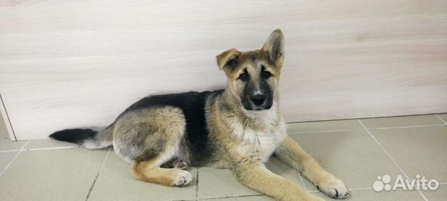 Классный щенок