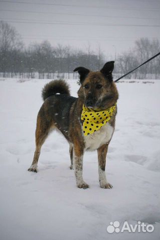 Тигра Даша ищет семью