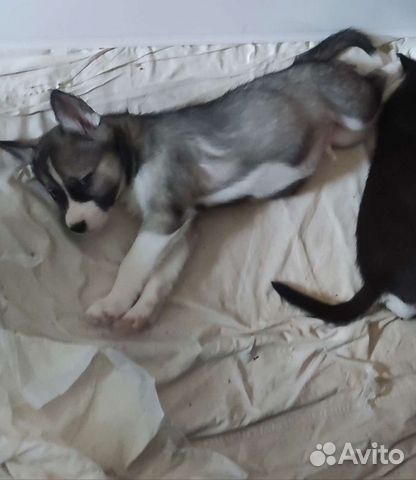 Щенки полухаски