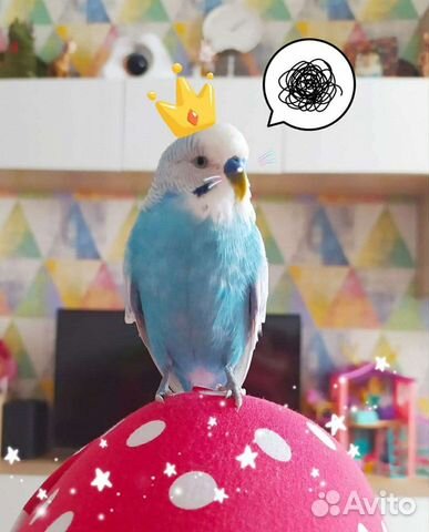 Волнистый попугай с клеткой