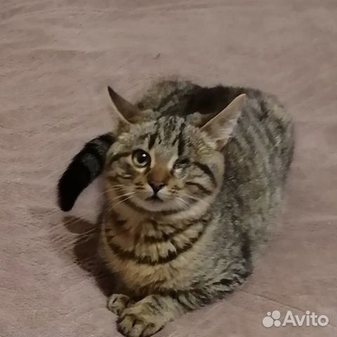 Особенный котик Сержик