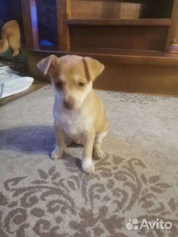 Собаки бесплатно в добрые руки бесплатно щенок