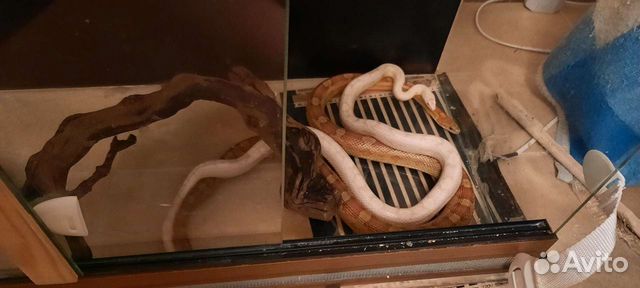 Маисовый полоз вязка морфа Сноу