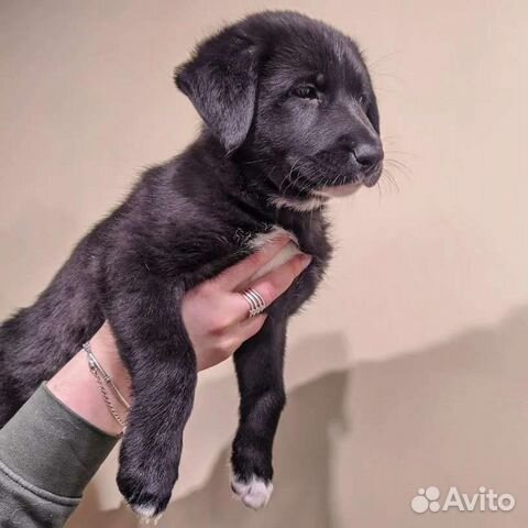 Щенки в добрые руки бесплатно