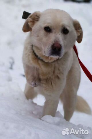 Собака для охраны