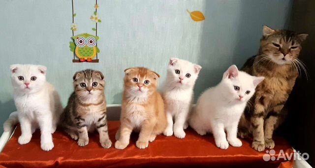 Кошки шотландцы