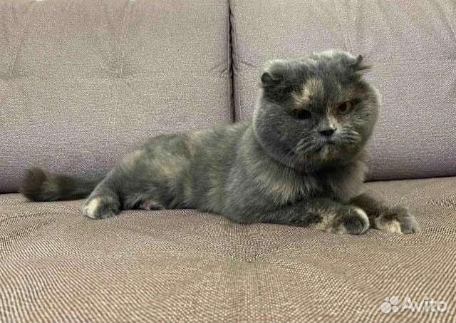 Кошки в добрые руки