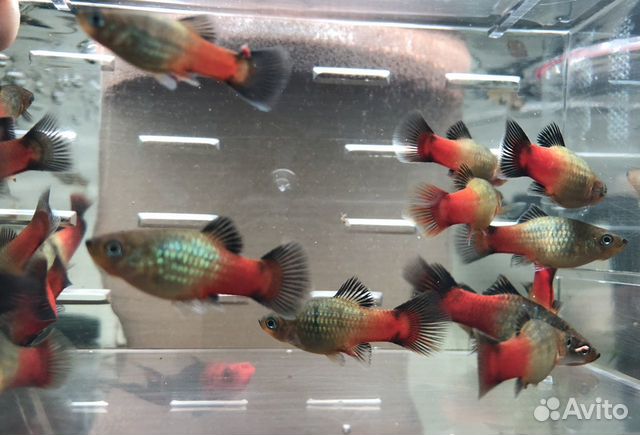 Пецилии трёхцветные