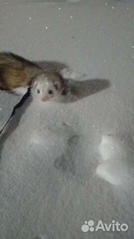 Домашние животные хорьки