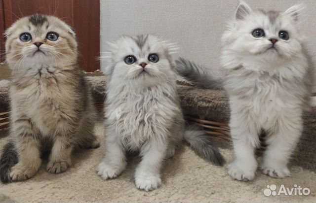 Шотландские котята