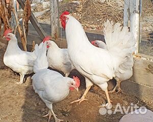 Продаю кур несушек