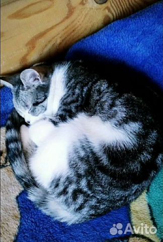 Шотландская кошечка-котёнок