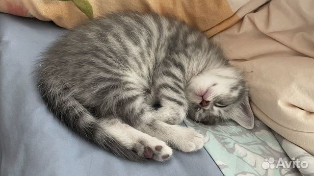 Британские котята окрас вискас