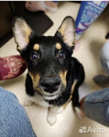 Собака в добрые руки