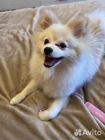 Померанский шпиц для вязки