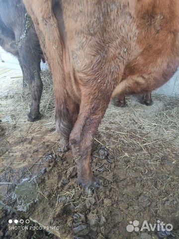 Глубоко стельные коровы