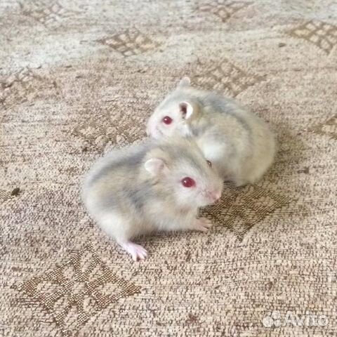 Ищу джунгарика альбиноса